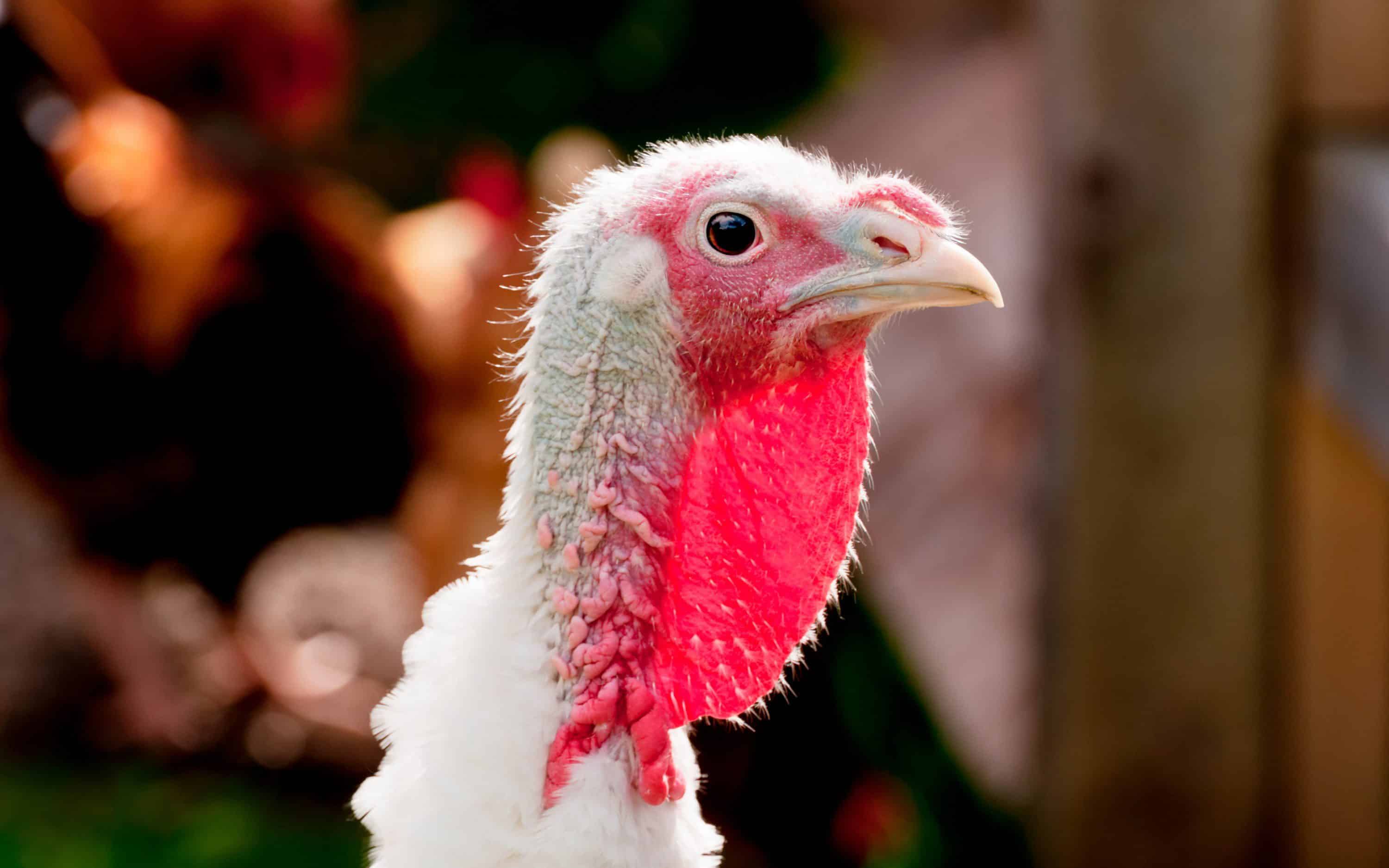 Turkey Online Animal Welfare Training | FACTA LLC